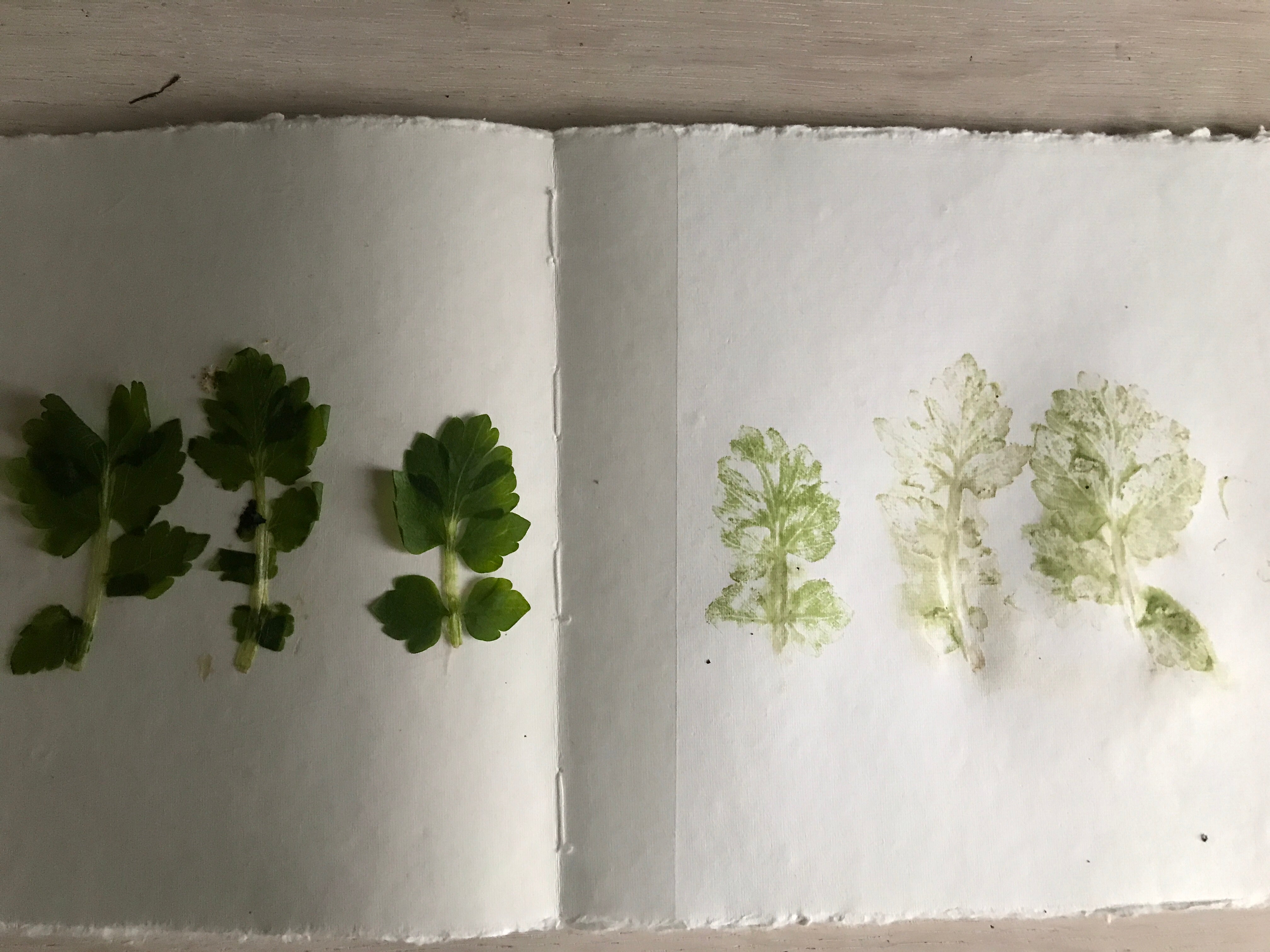 botanic printing: the art of transferring plants – hedgehogshop