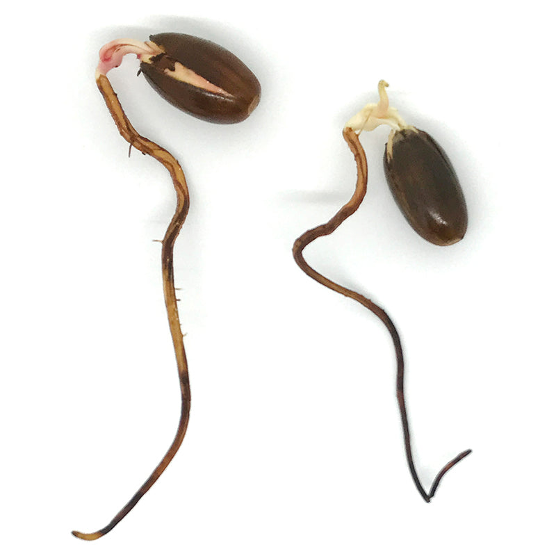 germinated acorn - advanced – hedgehogshop