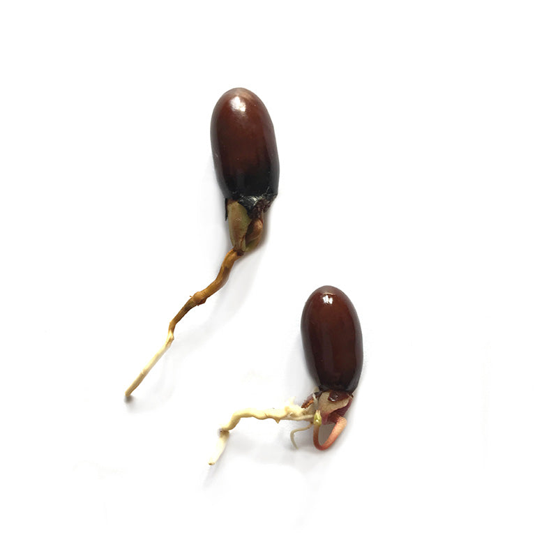 germinated lychee seed – hedgehogshop