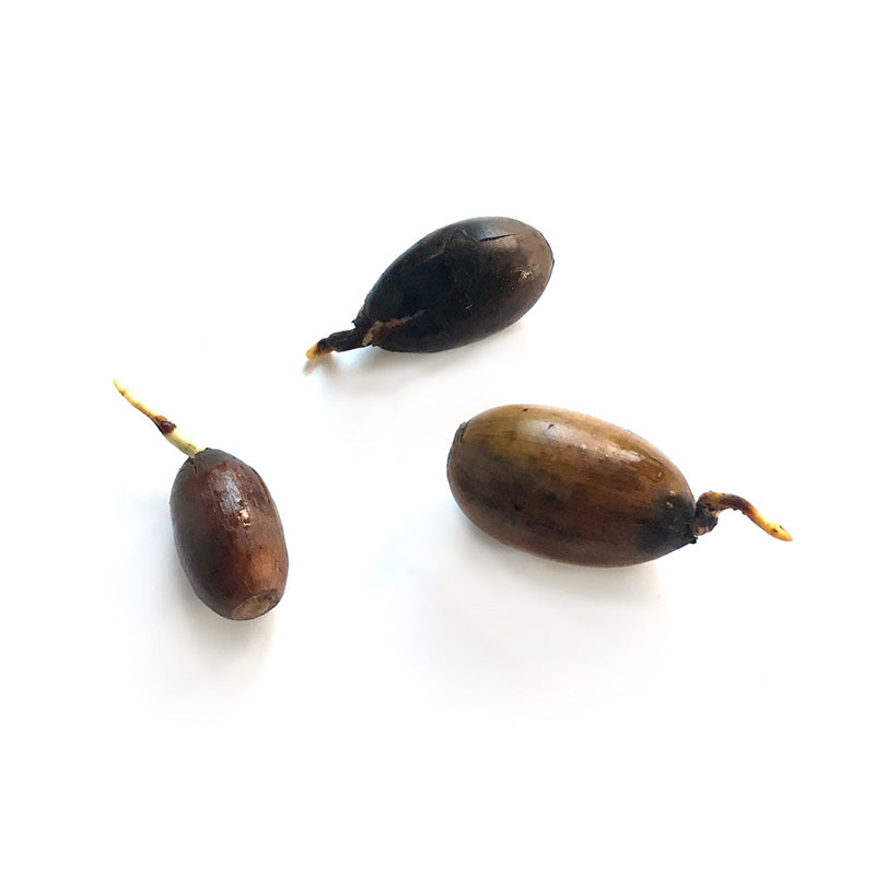 germinated acorn – hedgehogshop